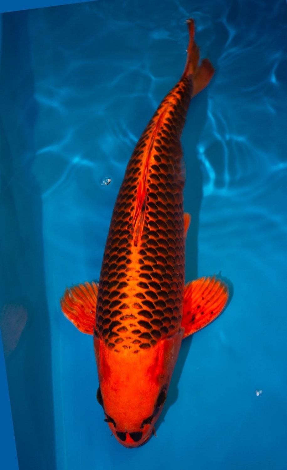 VENDU Carpe Koi Kin Matsuba