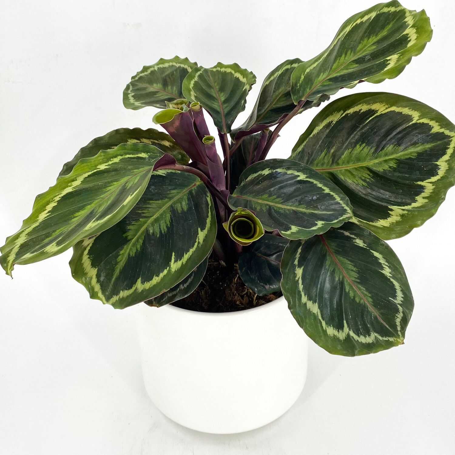CALATHEA MEDALLION