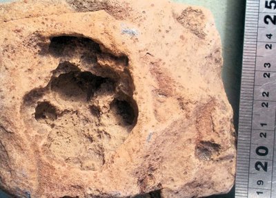 Pre-Cambrian; Vendian