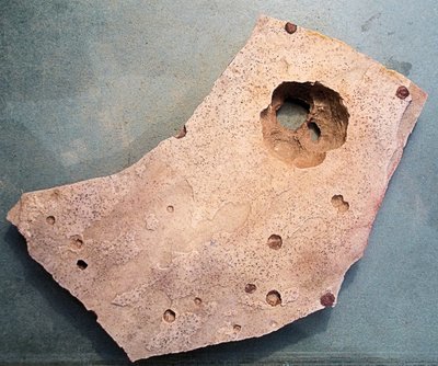 Pre-Cambrian; Vendian