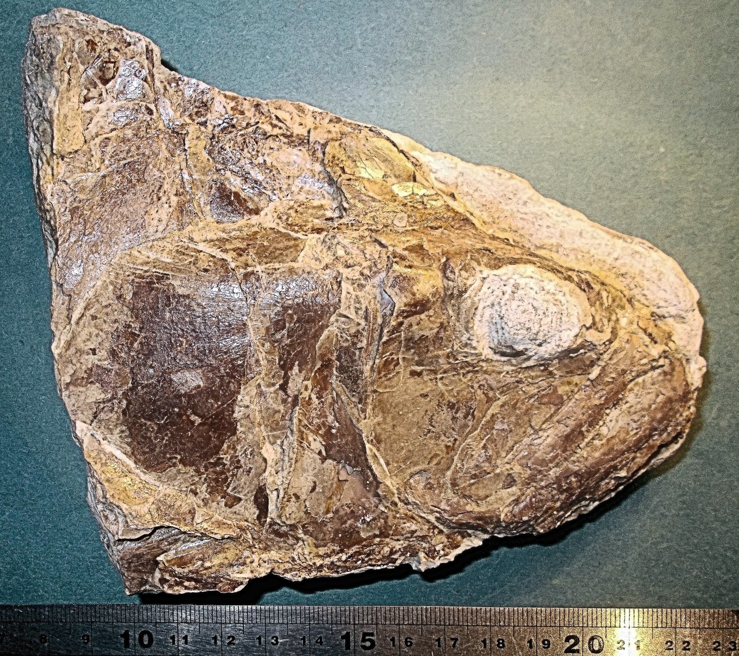 Fine 15cm head of Goulmima sp.; teleost fish with jaws/teeth ...