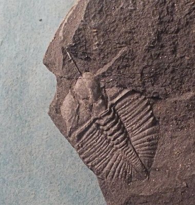 Trilobites