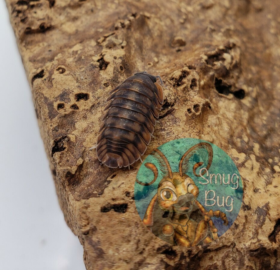 Cubaris sp, "red tiger stripes"