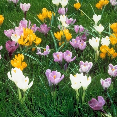 Briar Chapel Garden Club Online Store