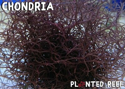 Red Macroalgae