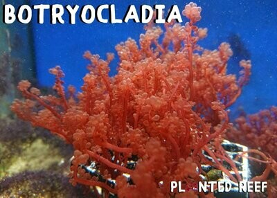 Red Macroalgae