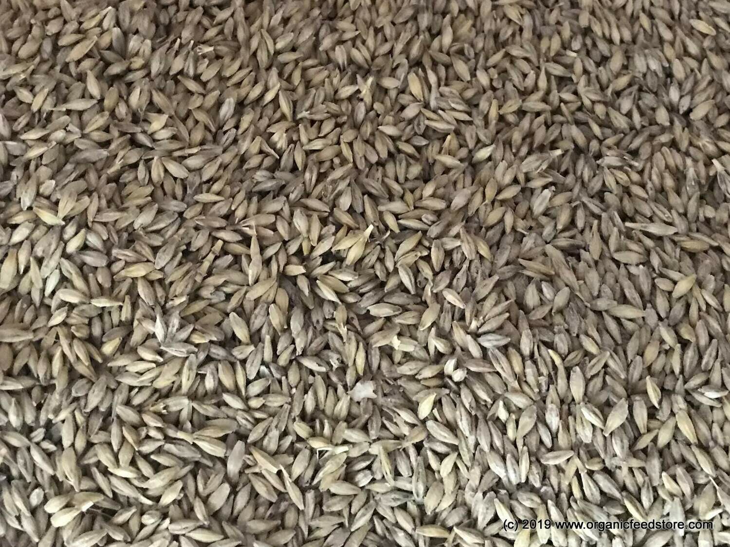 Barley Whole Grain Organic Livestock Feed Grain