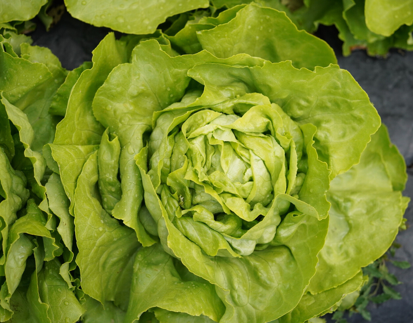 Laitue Pommée Bio