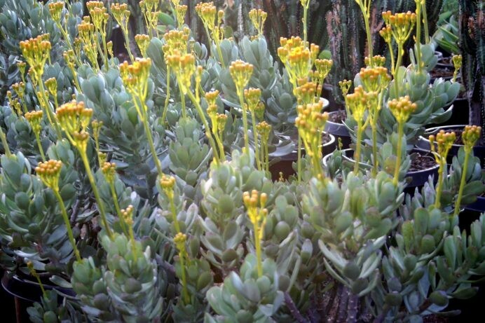 Senecio decaryi