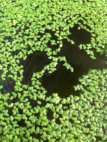 Duckweed Floating Pond Plant | Pond Products Canada - Hydrosphere Water ...