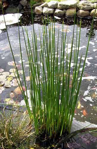 Soft Stem Rush Pond Plant | Pond Products Canada - Hydrosphere Water ...