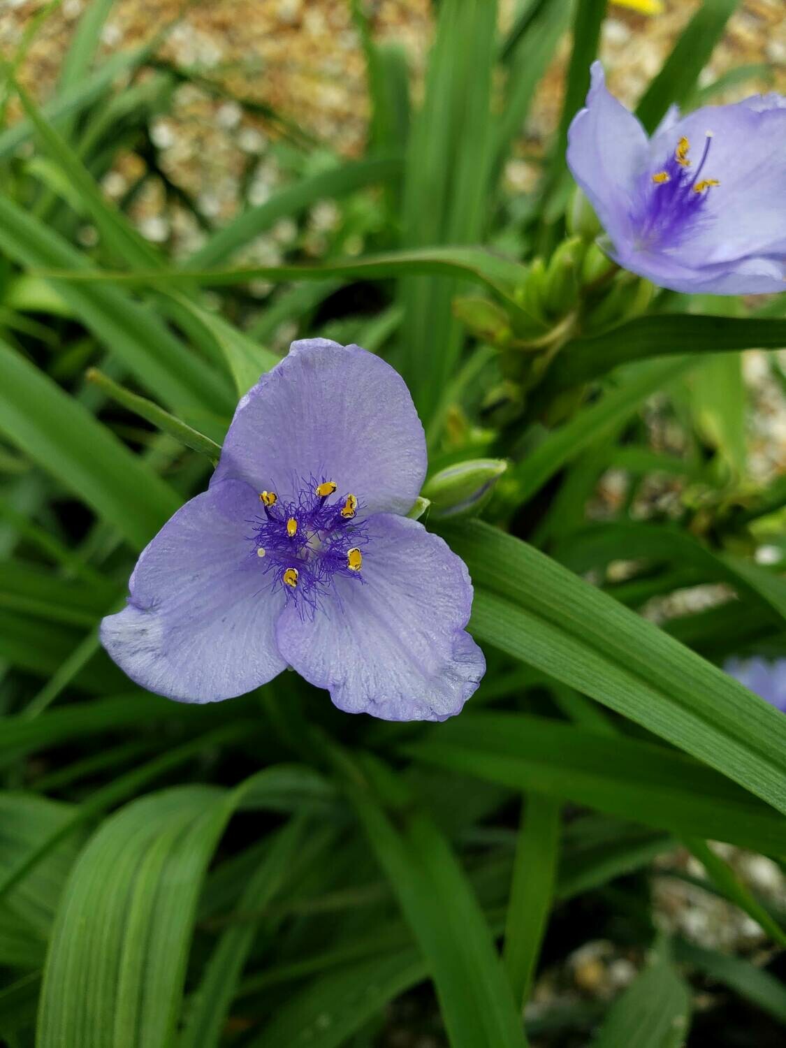 Spiderwort Plant Information