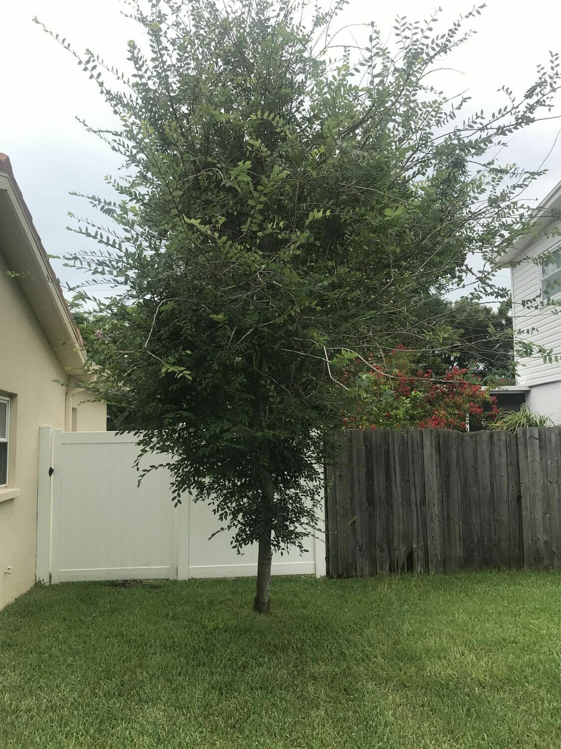 Winged Elm | Buy Florida Friendly Plants - Largo and St. Petersburg
