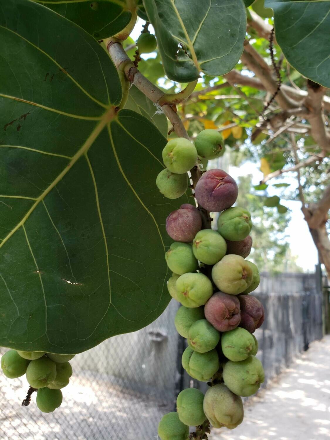 Sea Grape | Buy Florida Friendly Plants - Largo and St. Petersburg