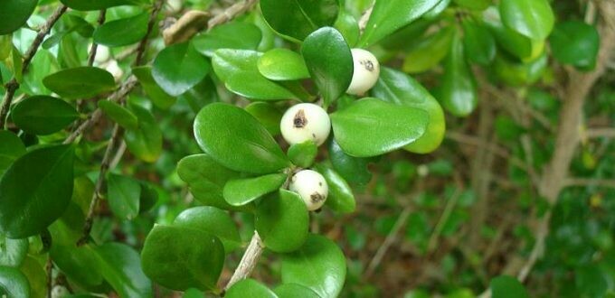 White Indigoberry | Store - Wilcox Nursery & Landscape