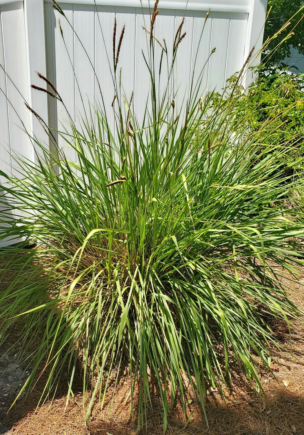 Fakahatchee Grass | Buy Florida Friendly Plants - Largo and St. Petersburg