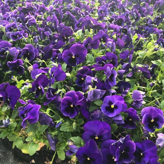 Pansy Landscape Pack - 10 OR 18 plants; See Description