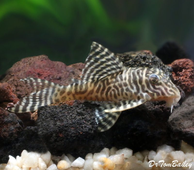 Premium, Wild, Rare, Scribble Pleco or Queen Arabesque Pleco, L260, 3 ...