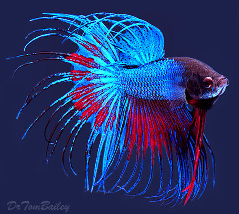 Unique Betta Fish
