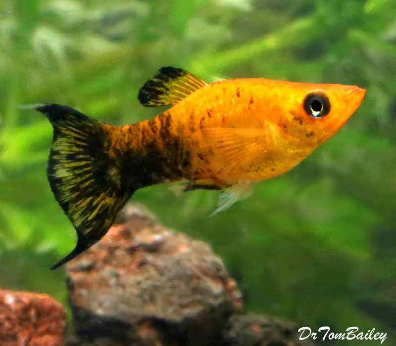 All About Gold Fish And Beautiful Mollies For Beginners