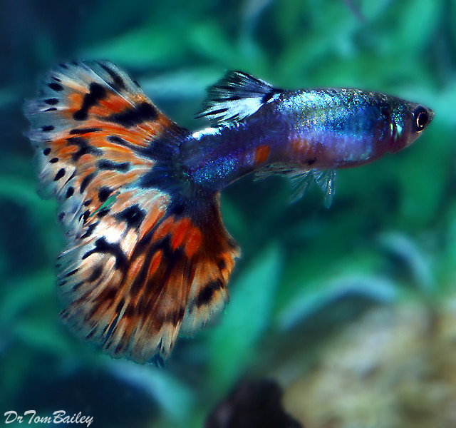 Premium, Rare and New, Male Blue Diamond Variegated Fancy Guppy, 1" to ...