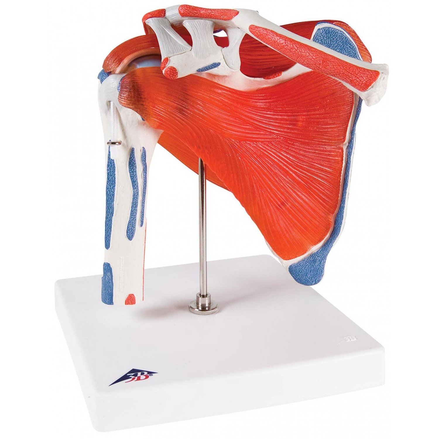 Axel/Skulderled med avtagbara muskler , rotator cuffen | Produkter ...