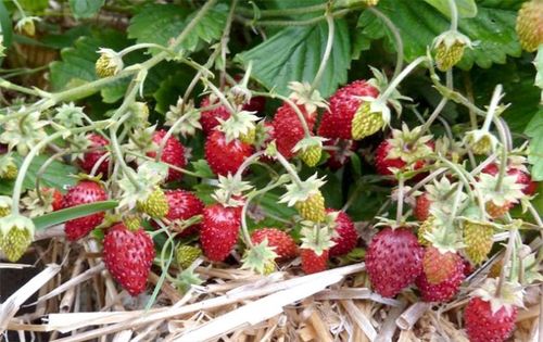 Yellow Alpine Strawberry