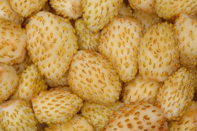 Alpine Strawberry 'Yellow Wonder' - Store - Strawberry Seed Store ...