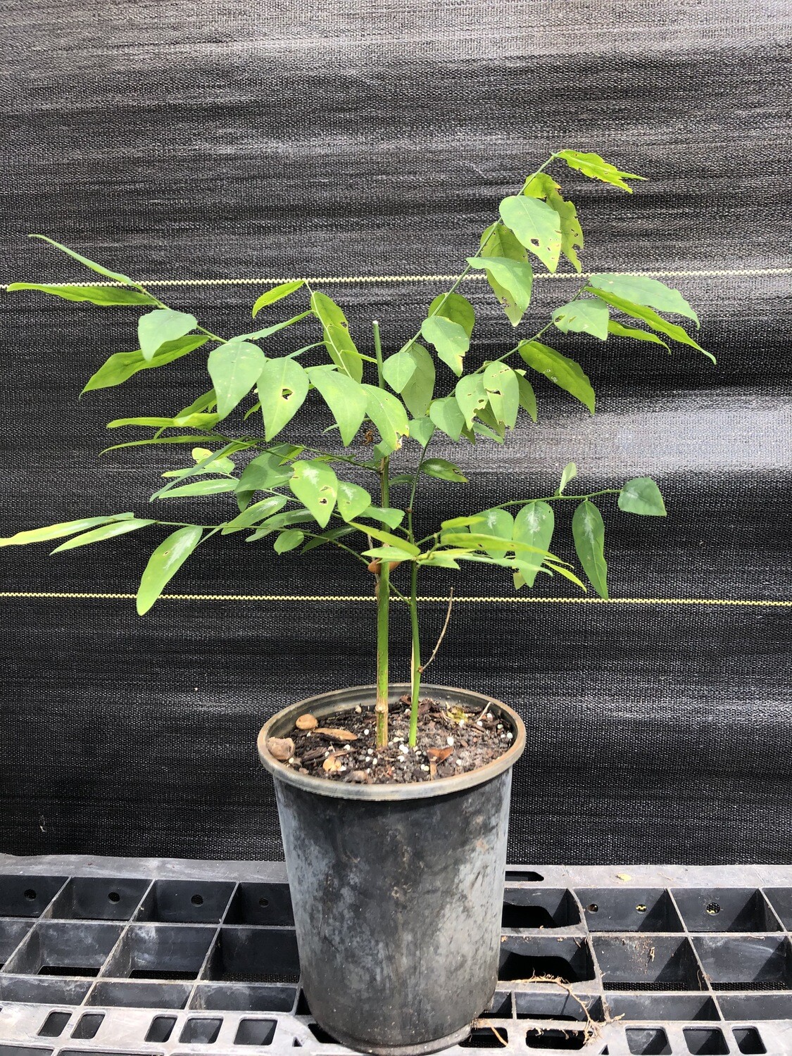 Katuk (Sauropus androgynus)