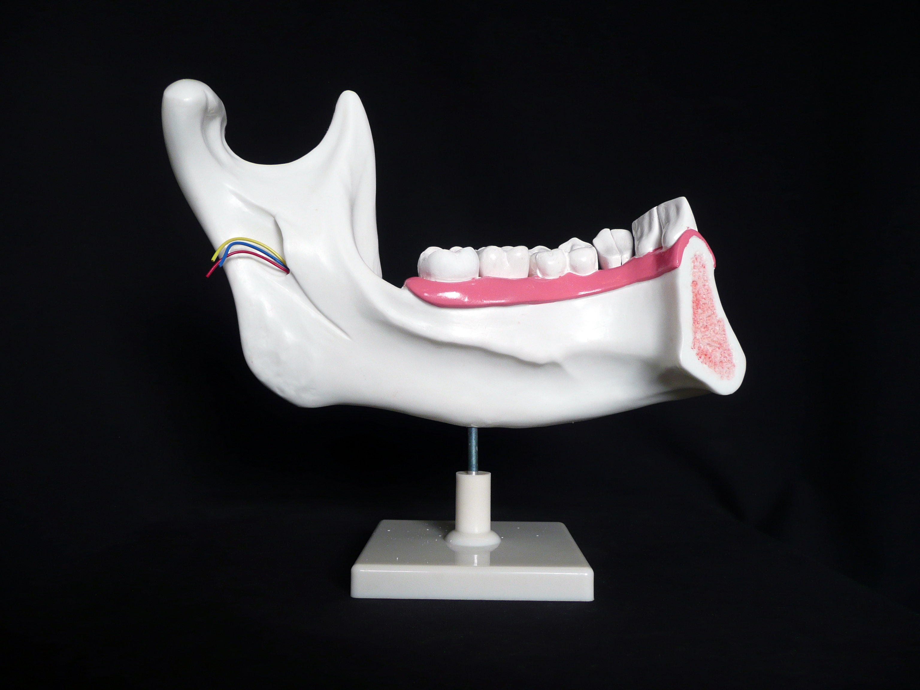 Anatomical Human Lower Jaw Mandible Teeth Model | Teeth Models ...