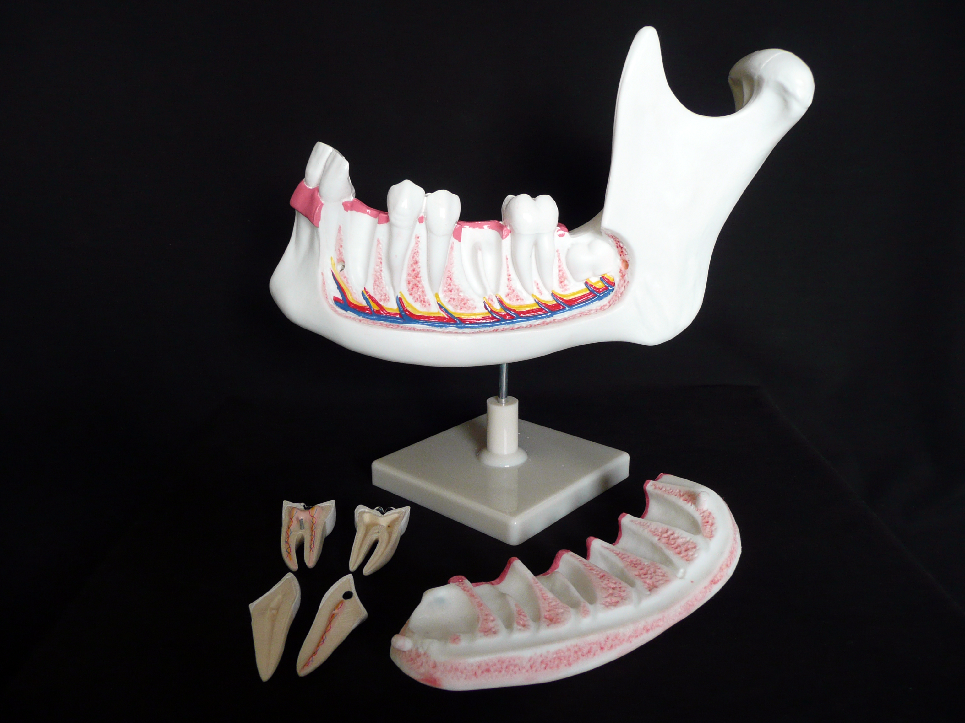 Anatomical Human Lower Jaw Mandible Teeth Model | Teeth Models ...