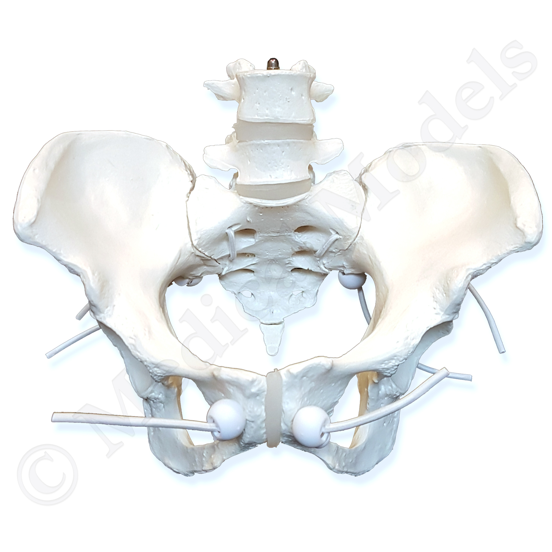 Expandable Female Pelvis Model for Child Birth Demonstration ...