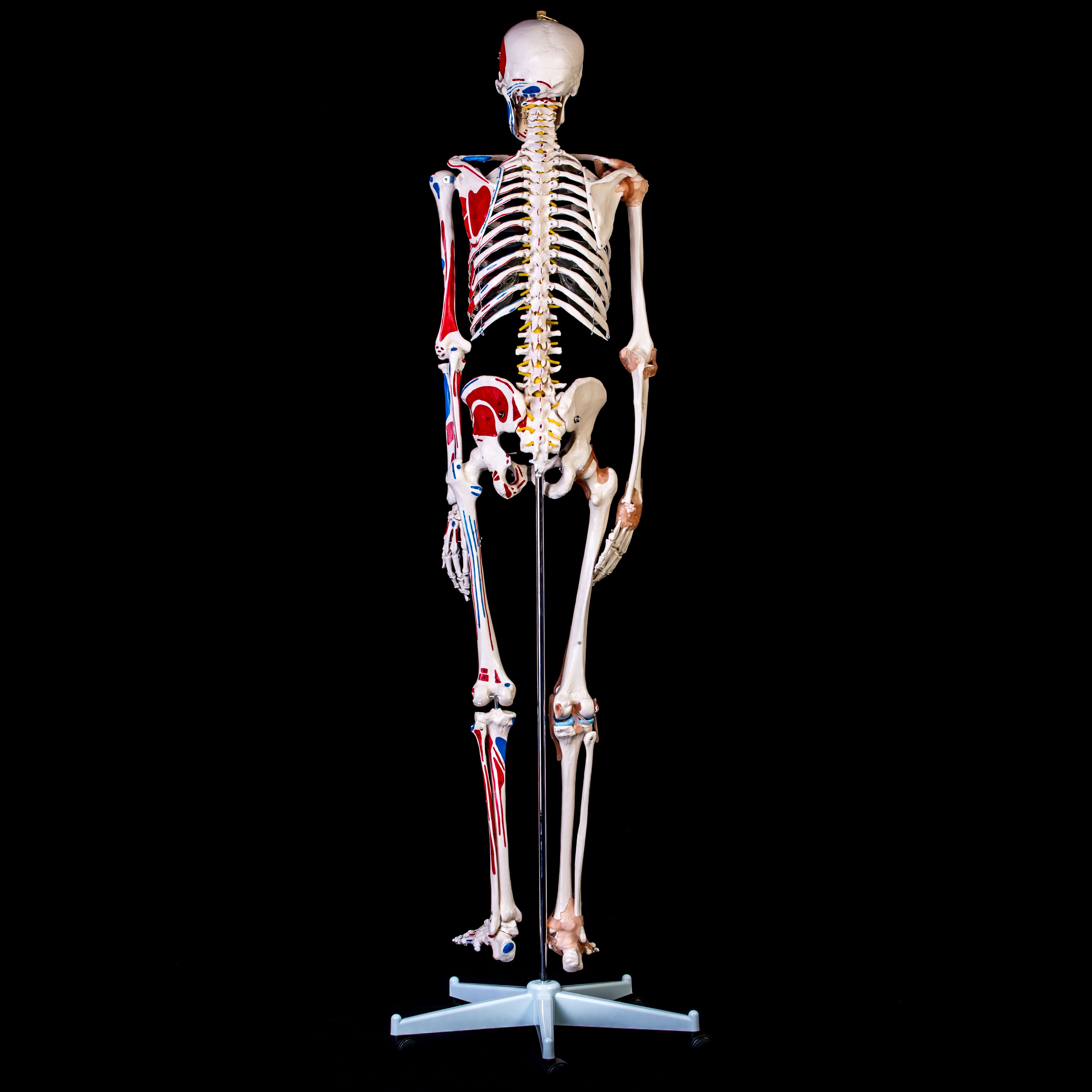Advanced 180cm Tall Life-Size Human Anatomical Skeleton Model with ...