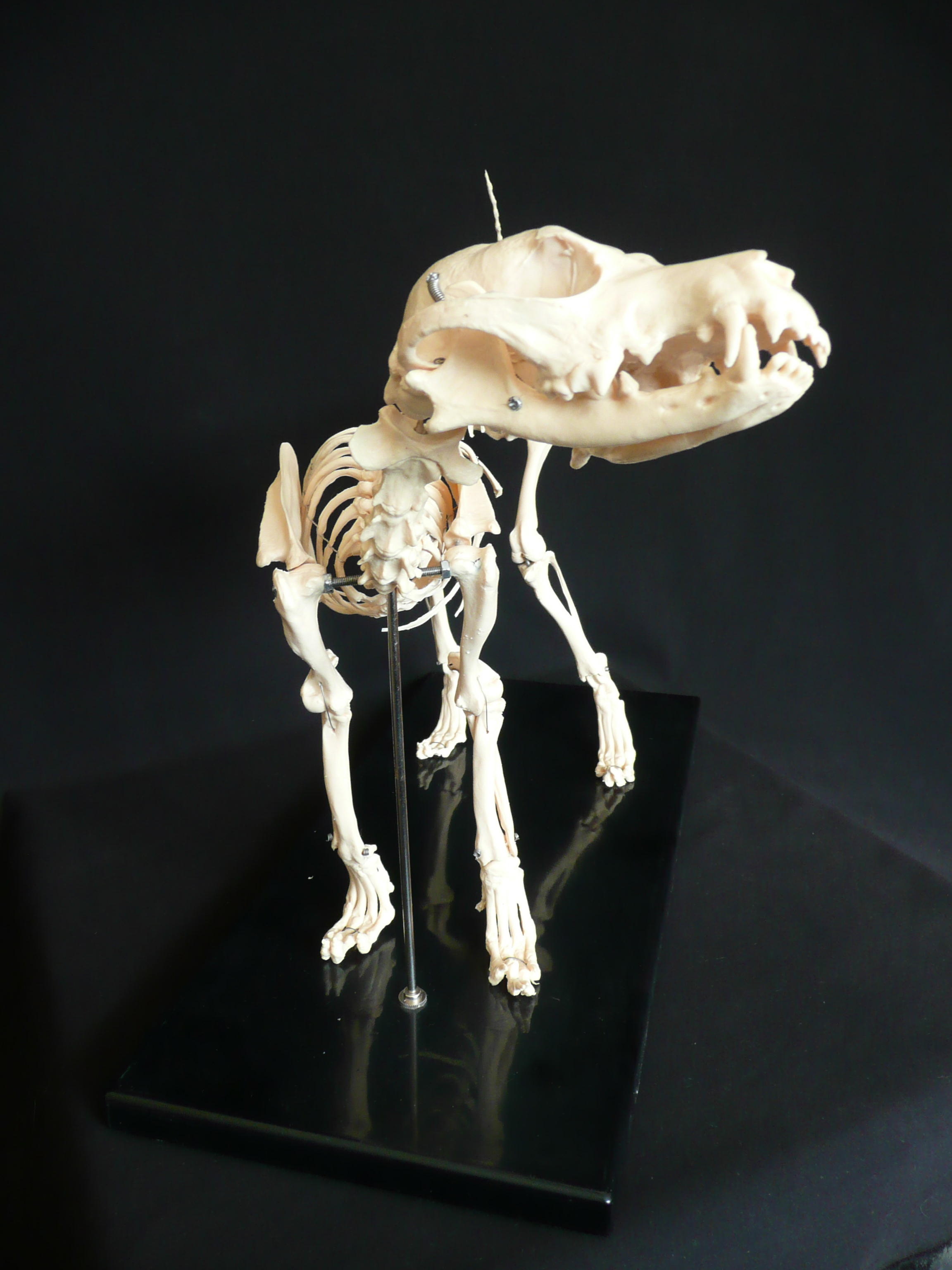 Anatomical Canine/Dog Skeleton Model | Animal Models – Store – Medical ... Anatomical Canine/Dog Skeleton Model | Animal Models – Store – Medical ...