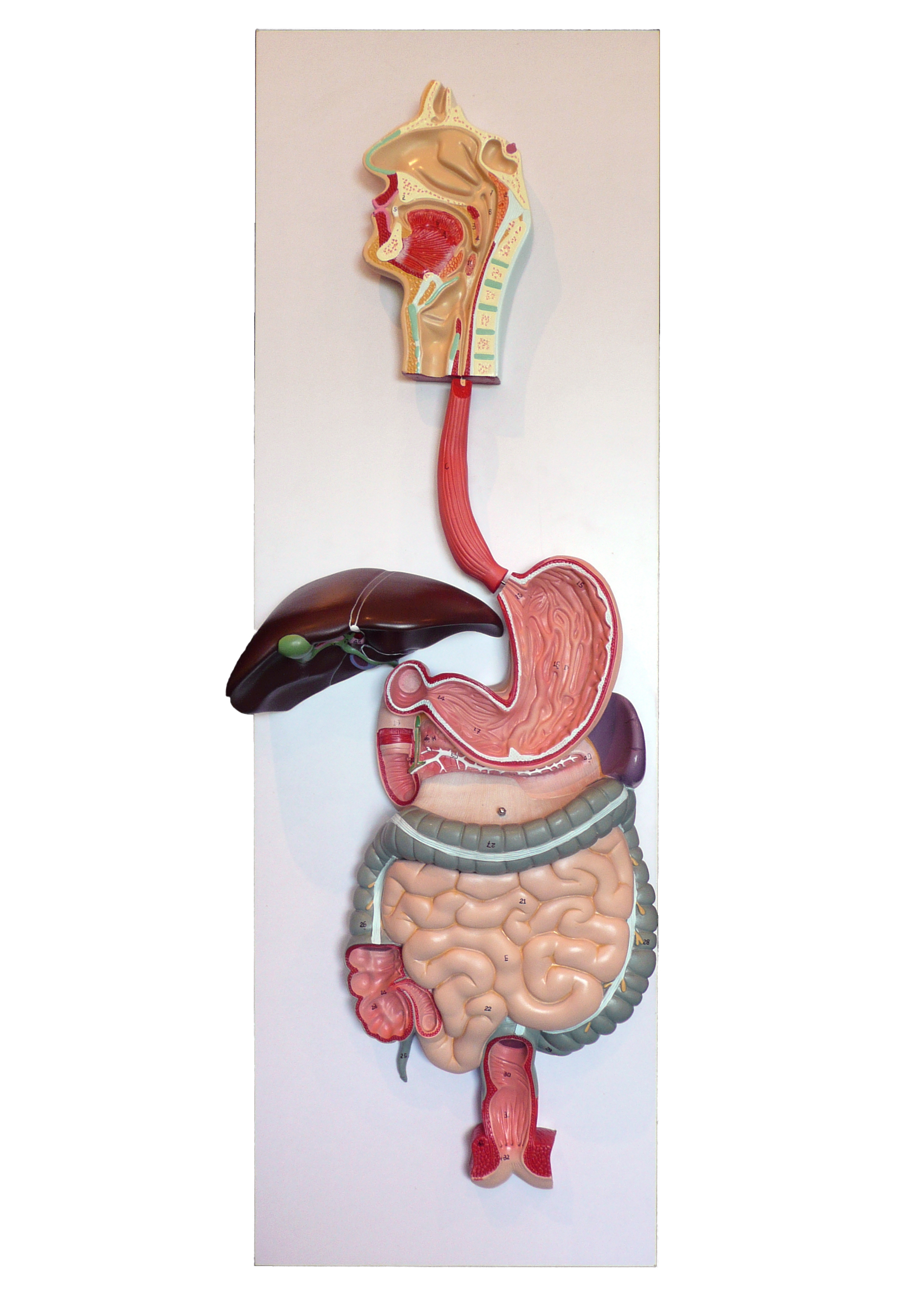 Torso Model Digestive System