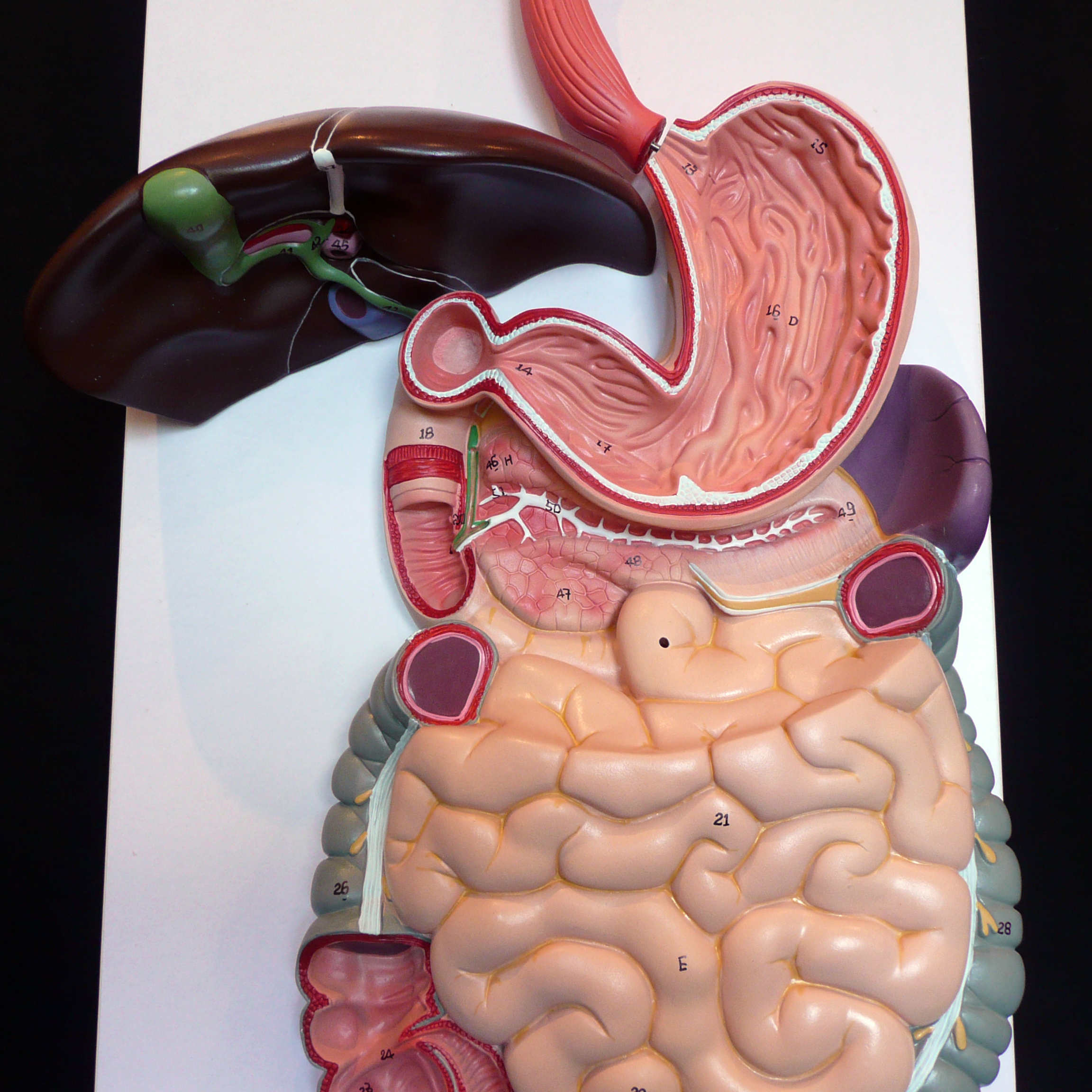 Printable Digestive System Model