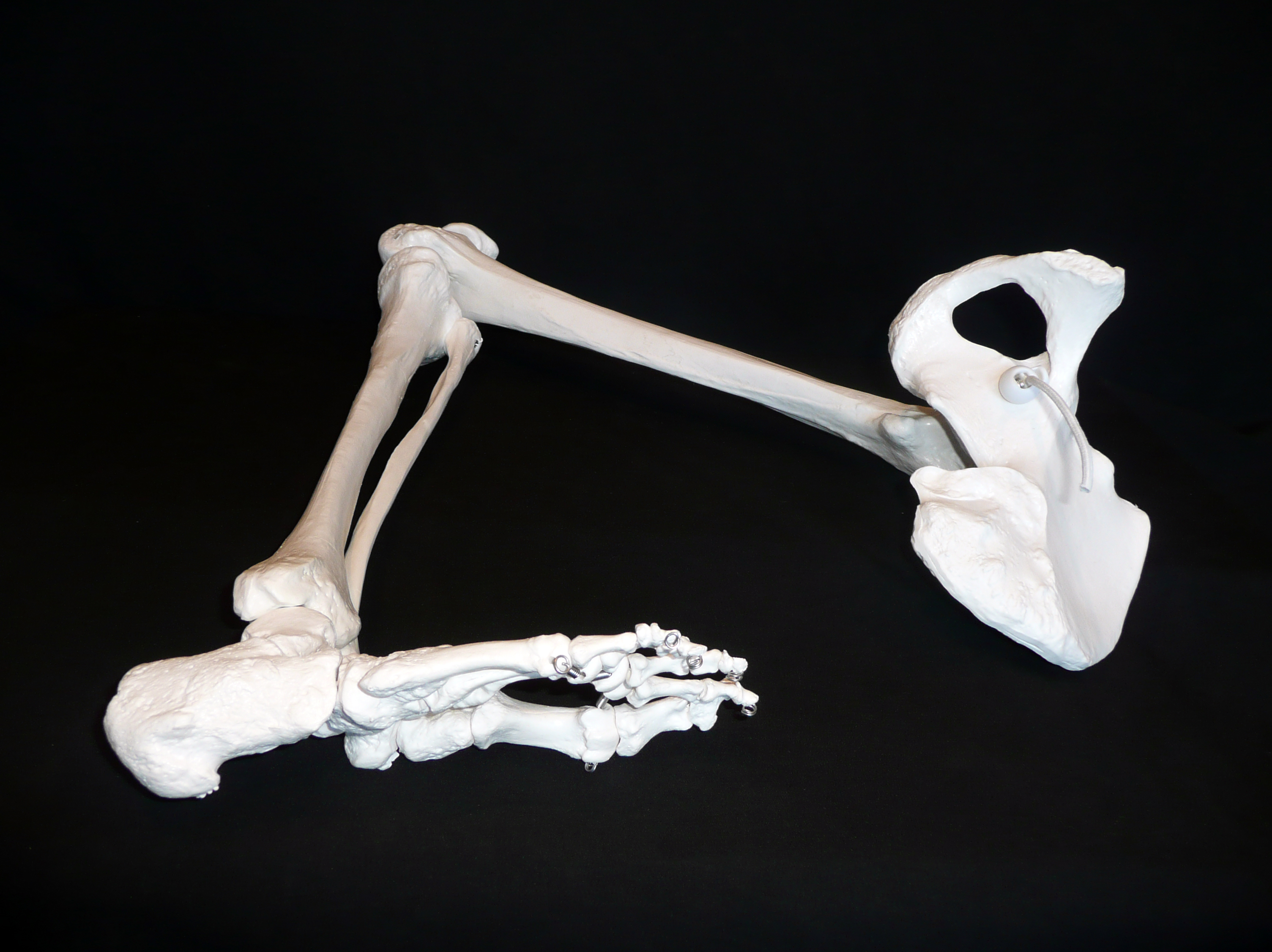 Anatomical Human Skeletal Leg Model | Joints – Products – Medical Models