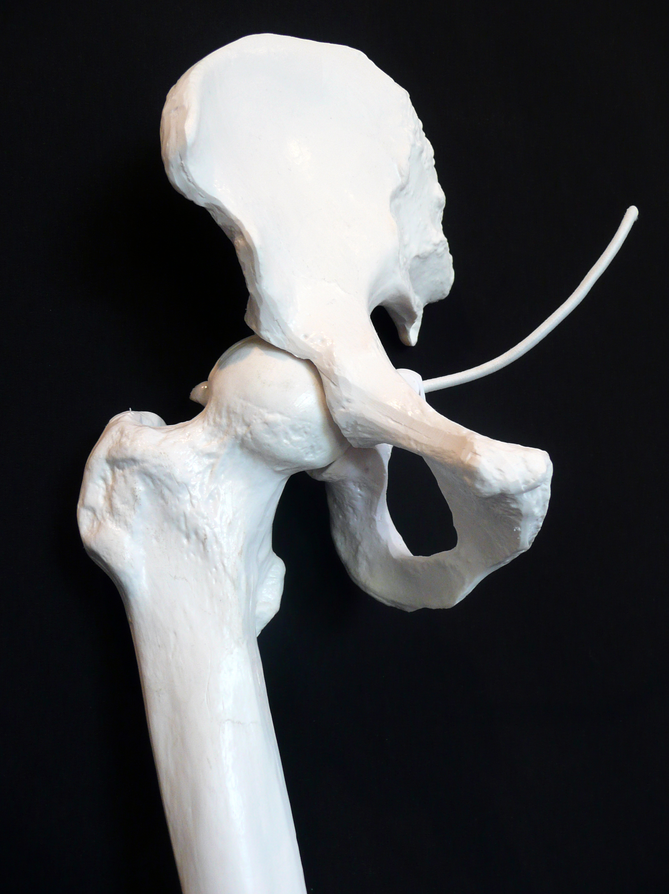 Anatomical Human Skeletal Leg Model | Joints – Products – Medical Models