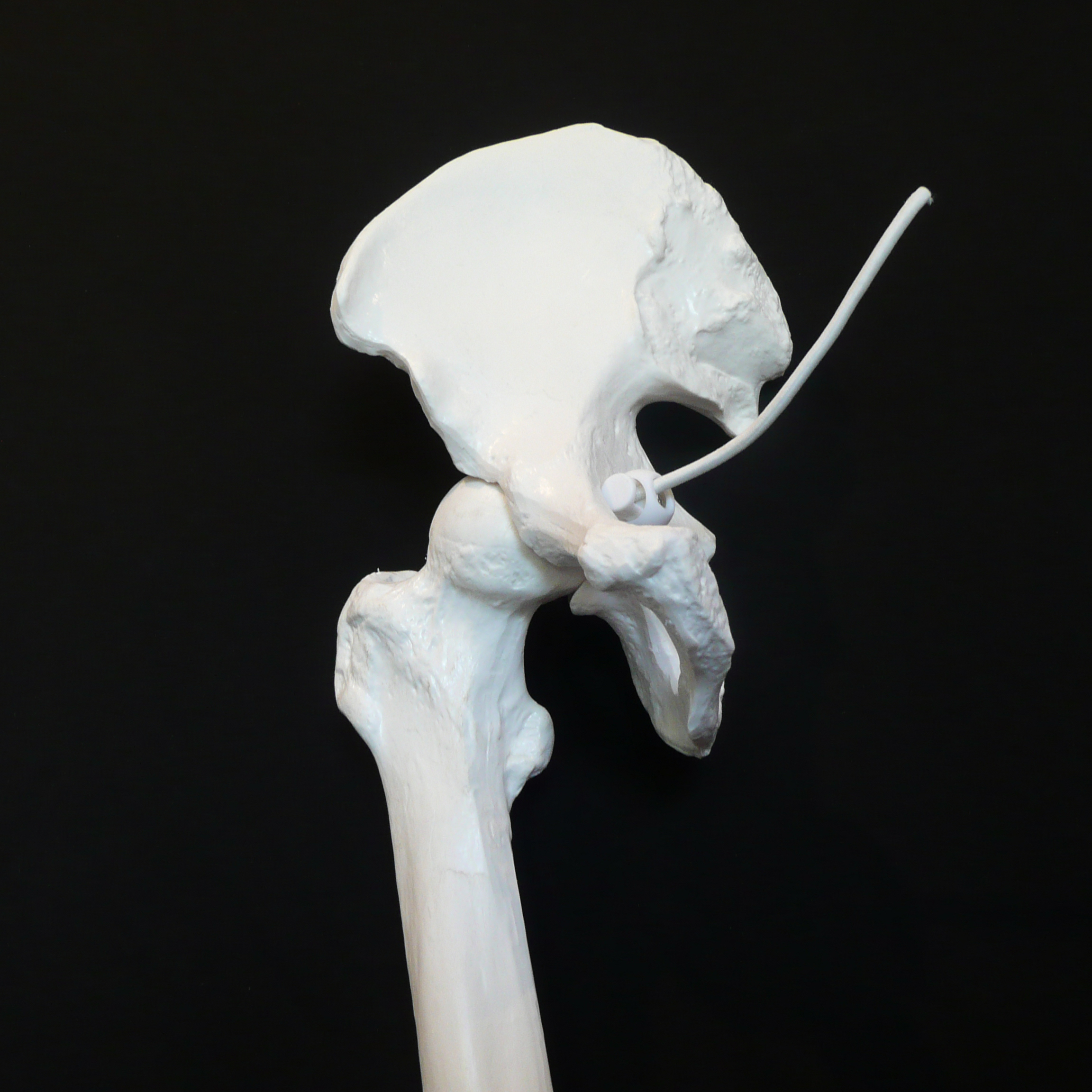 Anatomical Human Skeletal Leg Model | Joints – Products – Medical Models