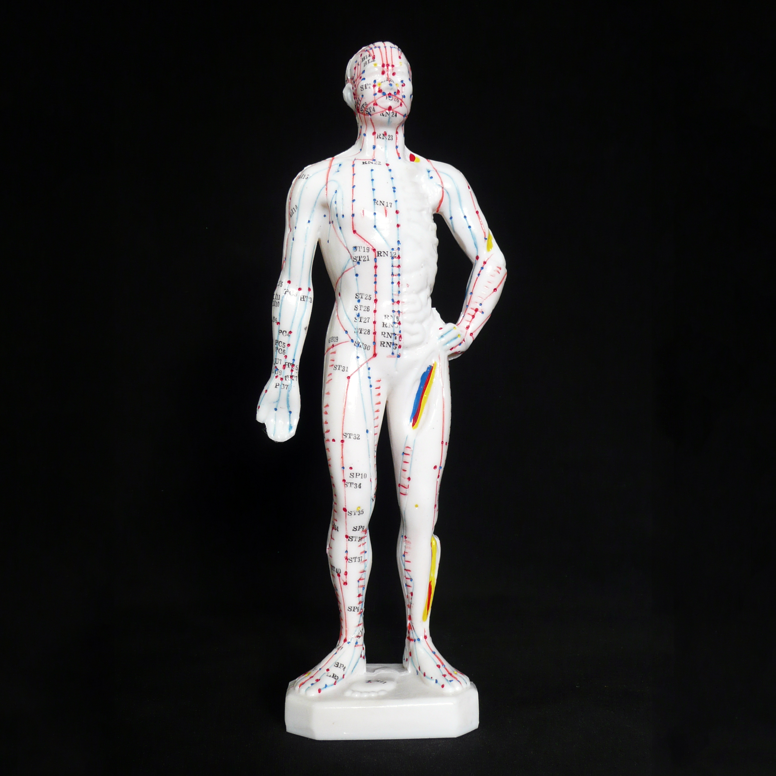 Anatomical Human 26cm Tall Acupuncture Model | Acupuncture Models ...
