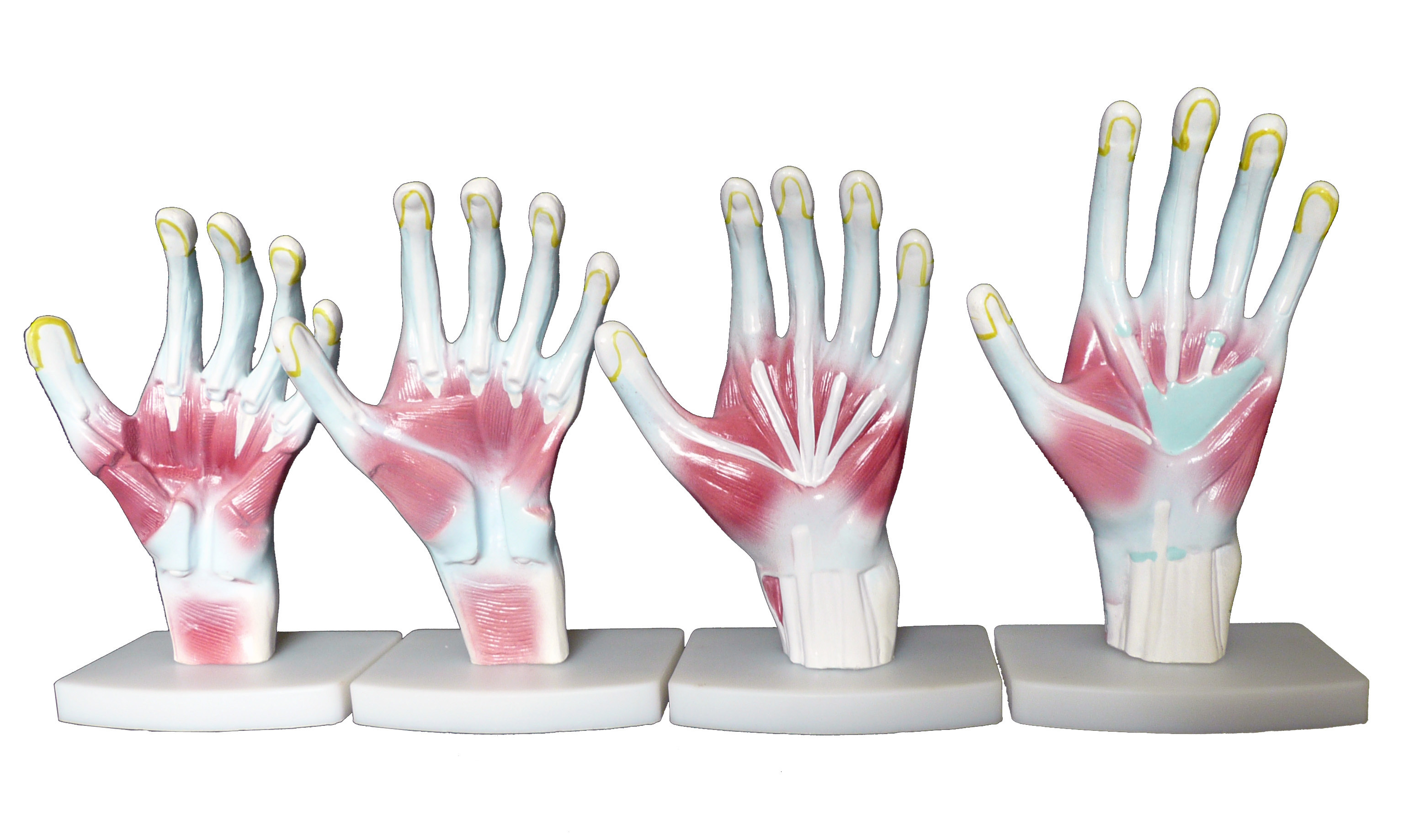 Anatomical Human Hand/Palm Structure Model | Joints – Store – Medical ...