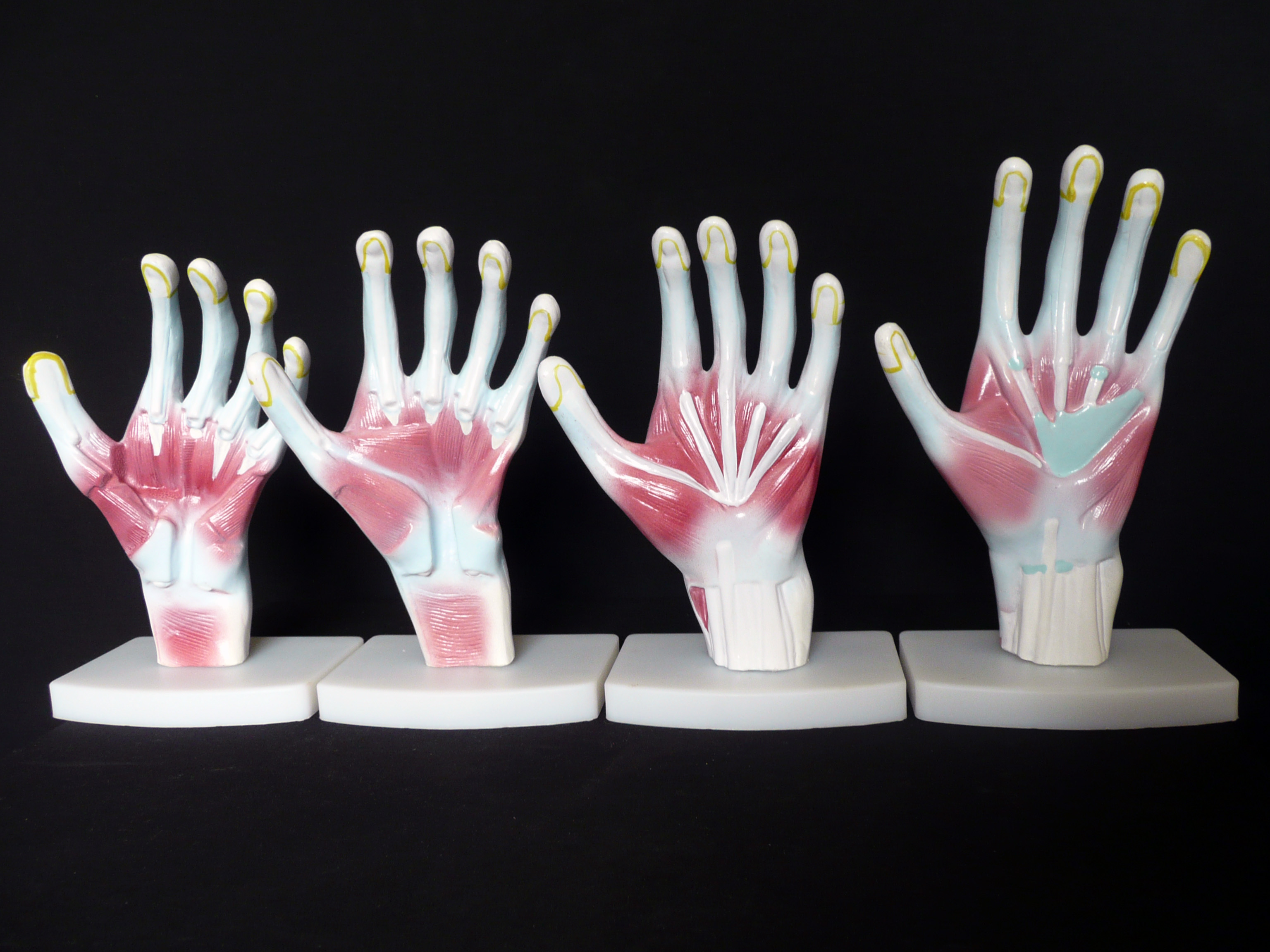 Anatomical Human Hand/Palm Structure Model | Joints – Products ...
