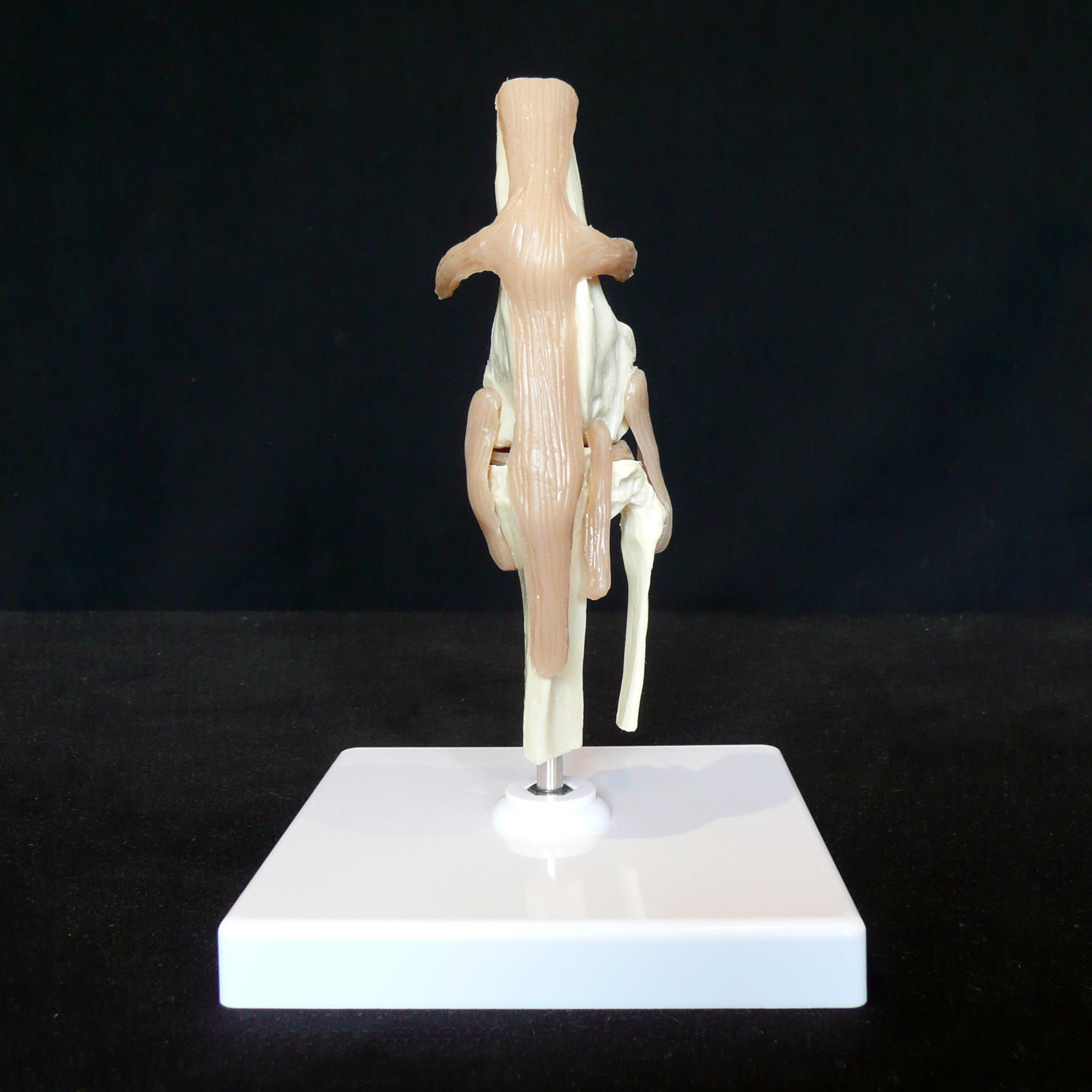 Anatomical Canine/Dog Knee Joint Model | Animal Models – Products ... Anatomical Canine/Dog Knee Joint Model | Animal Models – Products ...