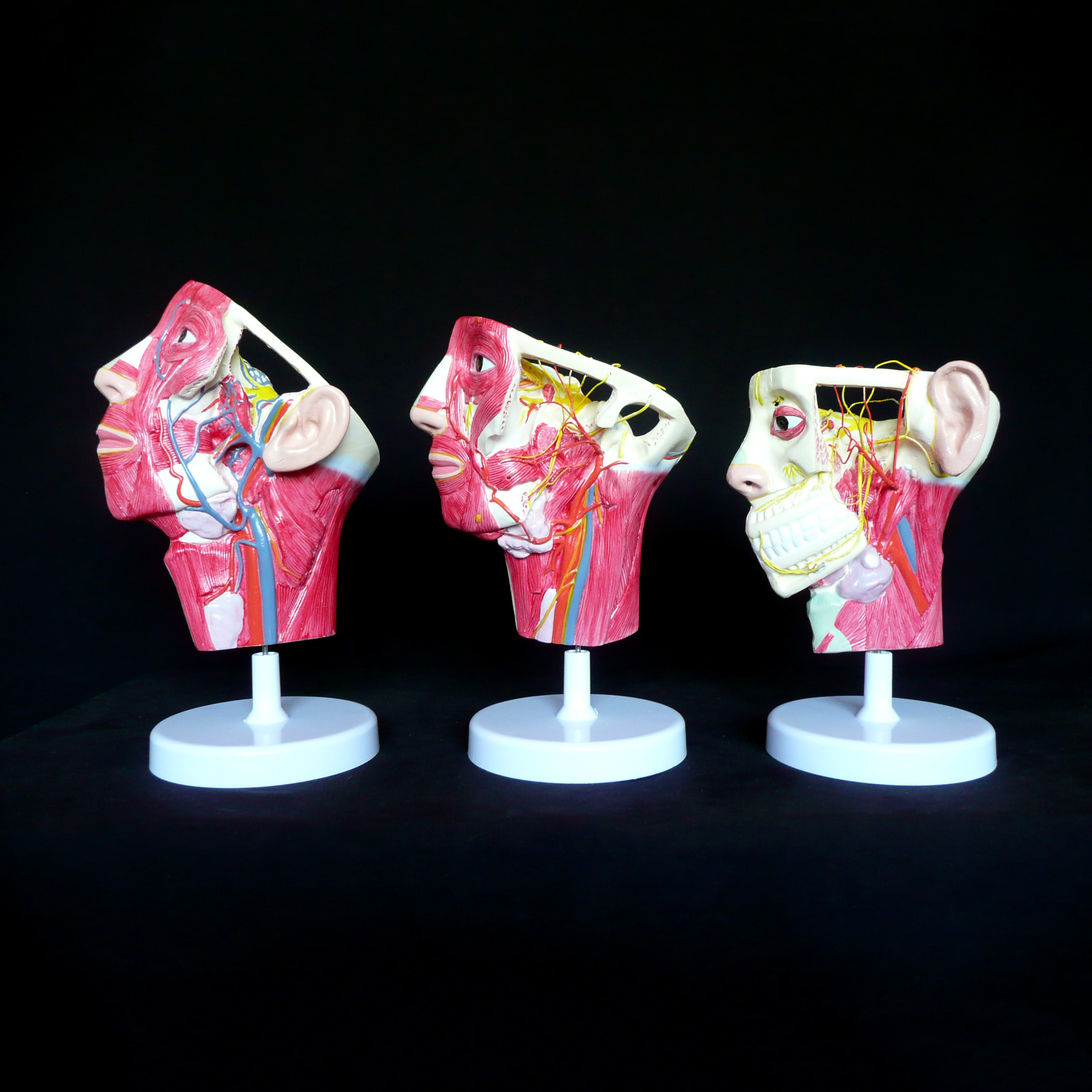 Anatomical Human Set of Three Head Cross-Section Models | Muscle Models ...