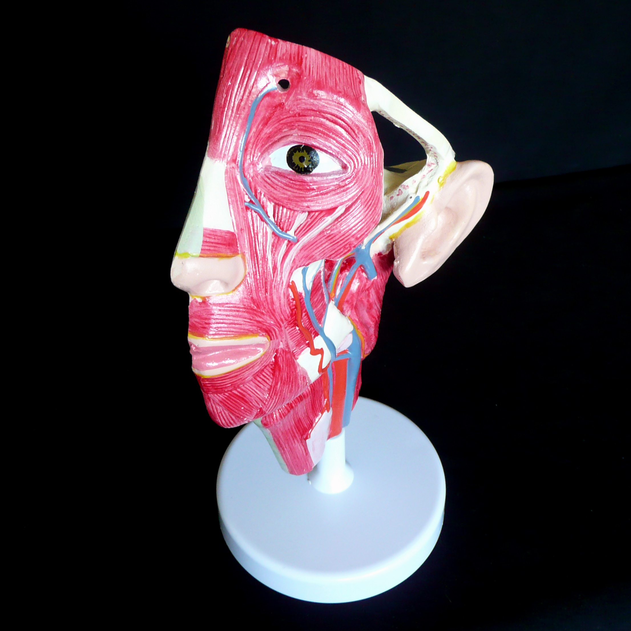 Anatomical Human Set of Three Head Cross-Section Models | Muscle Models ...