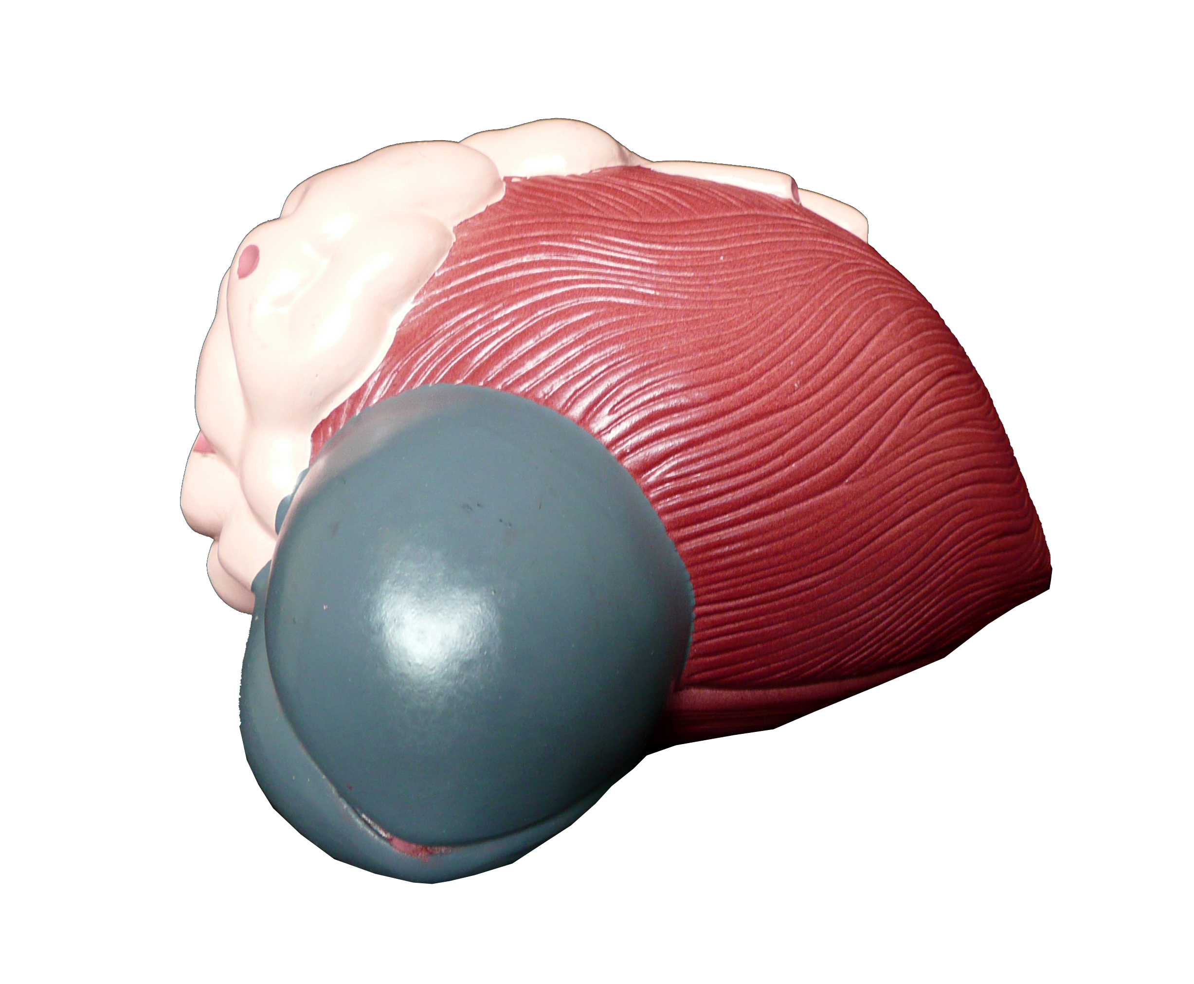 Anatomical Human Male Urinary Bladder Prostate Model | Male Anatomy ...