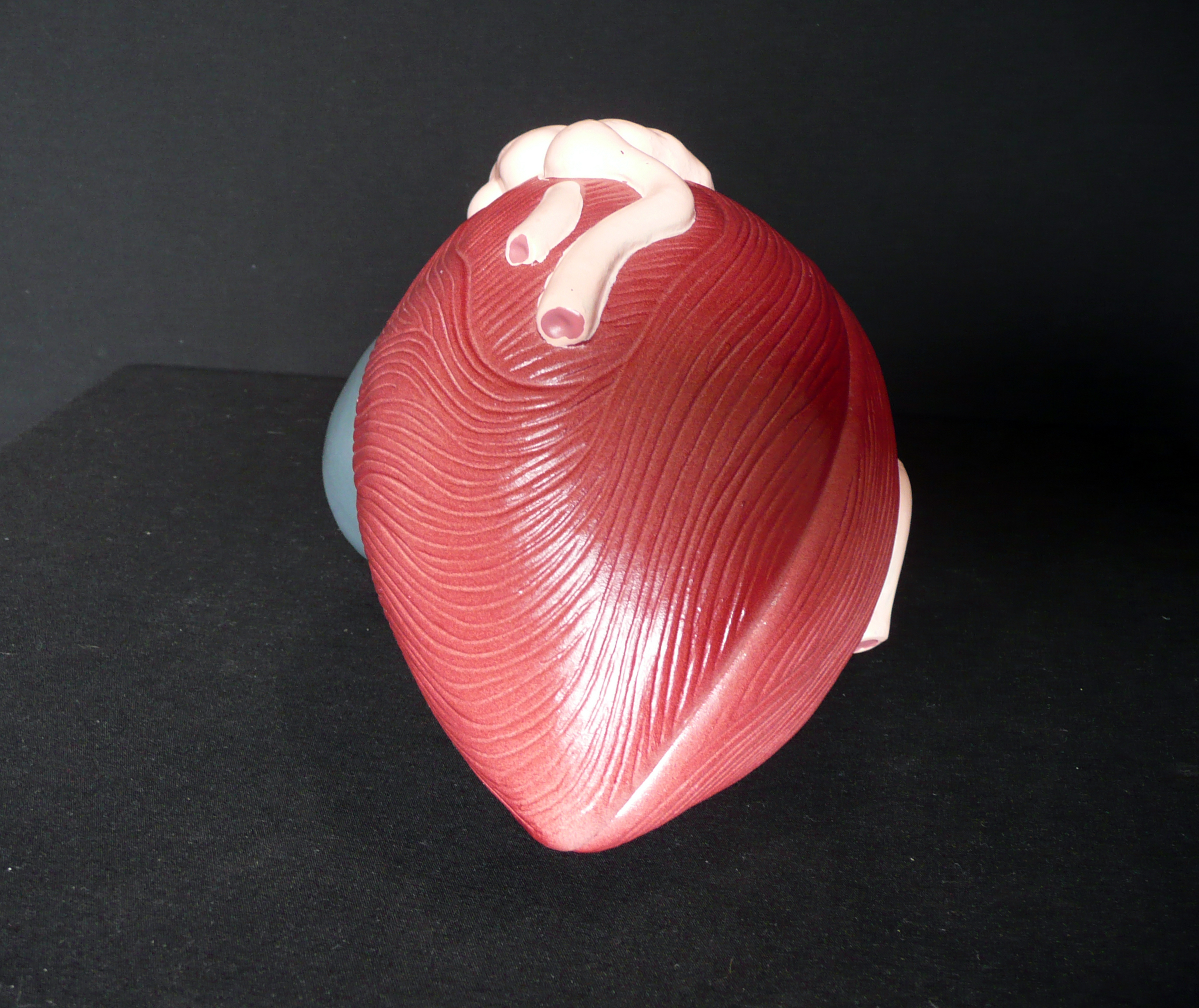 Anatomical Human Male Urinary Bladder Prostate Model | Male Anatomy ...