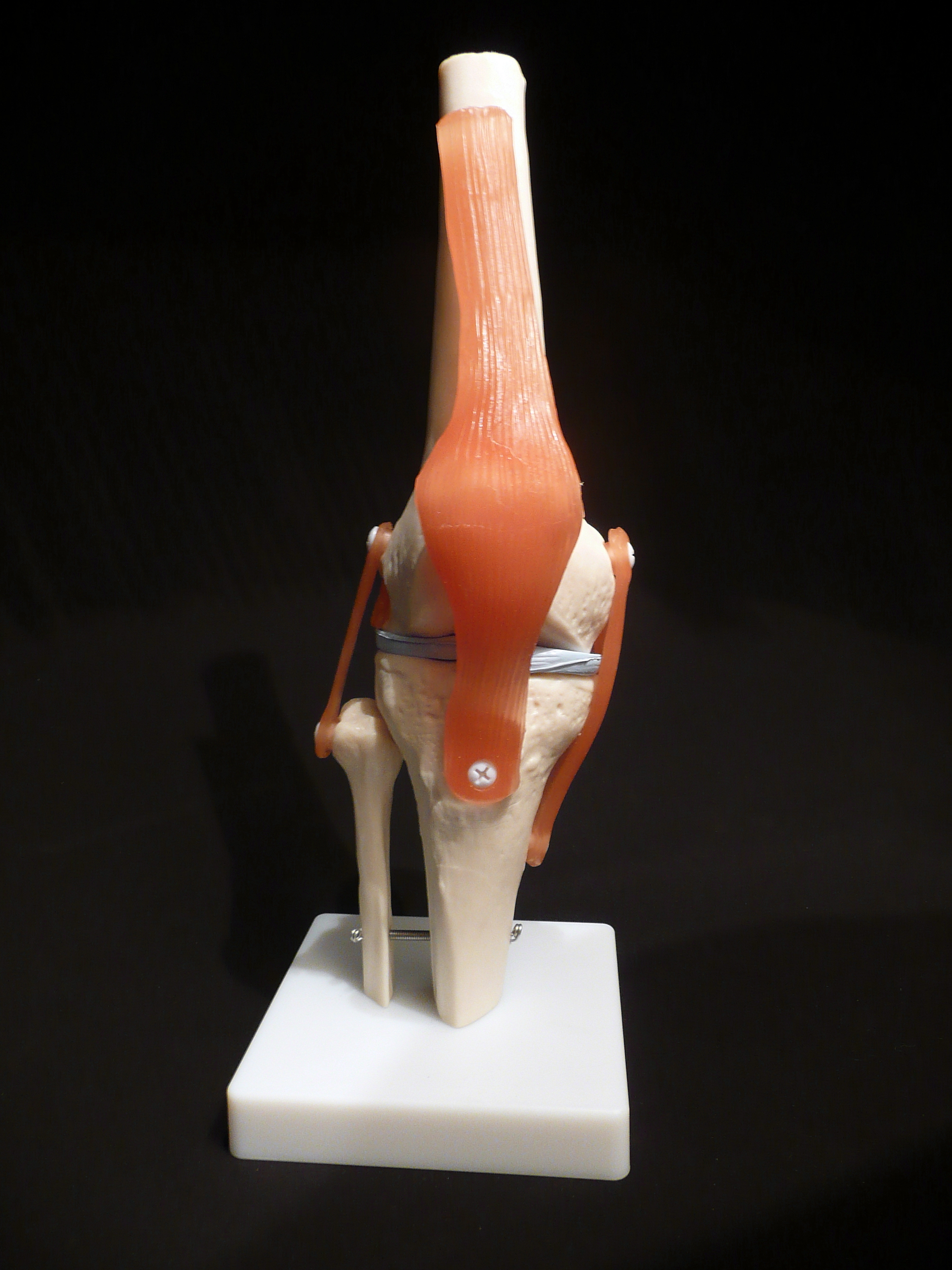 Life Size Anatomical Human Knee Joint Model Joints Products Medical Models