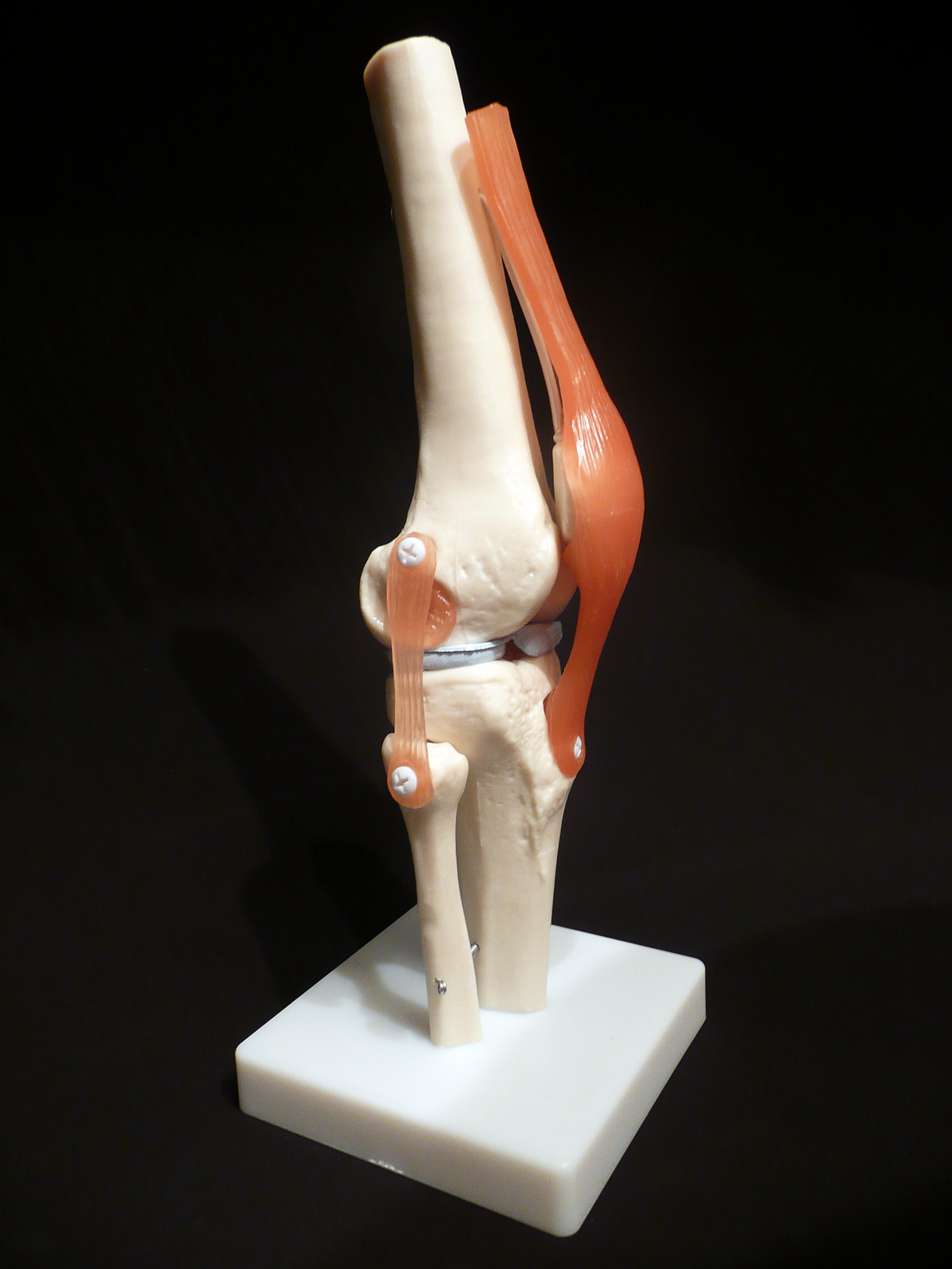 Life-Size Anatomical Human Knee Joint Model | Joints – Products ...