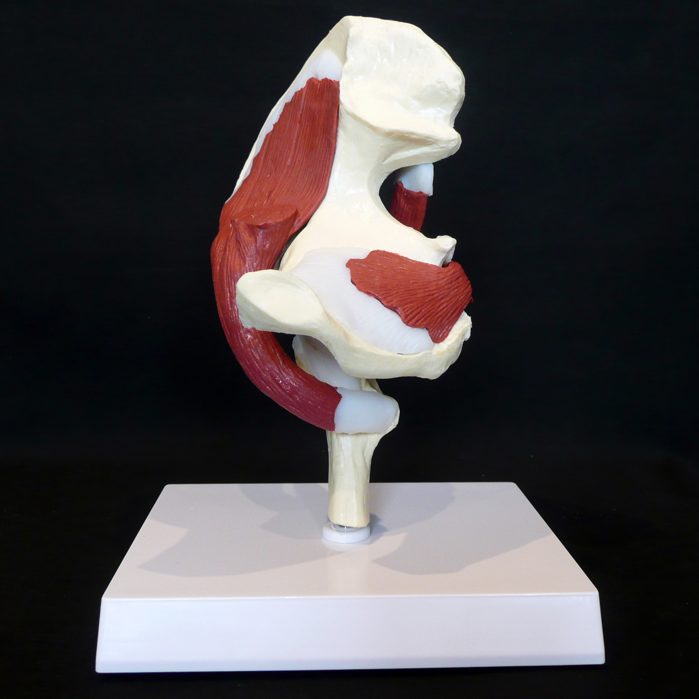 Anatomical Human Advanced Hip Joint Muscle Model | Joints – Store ...